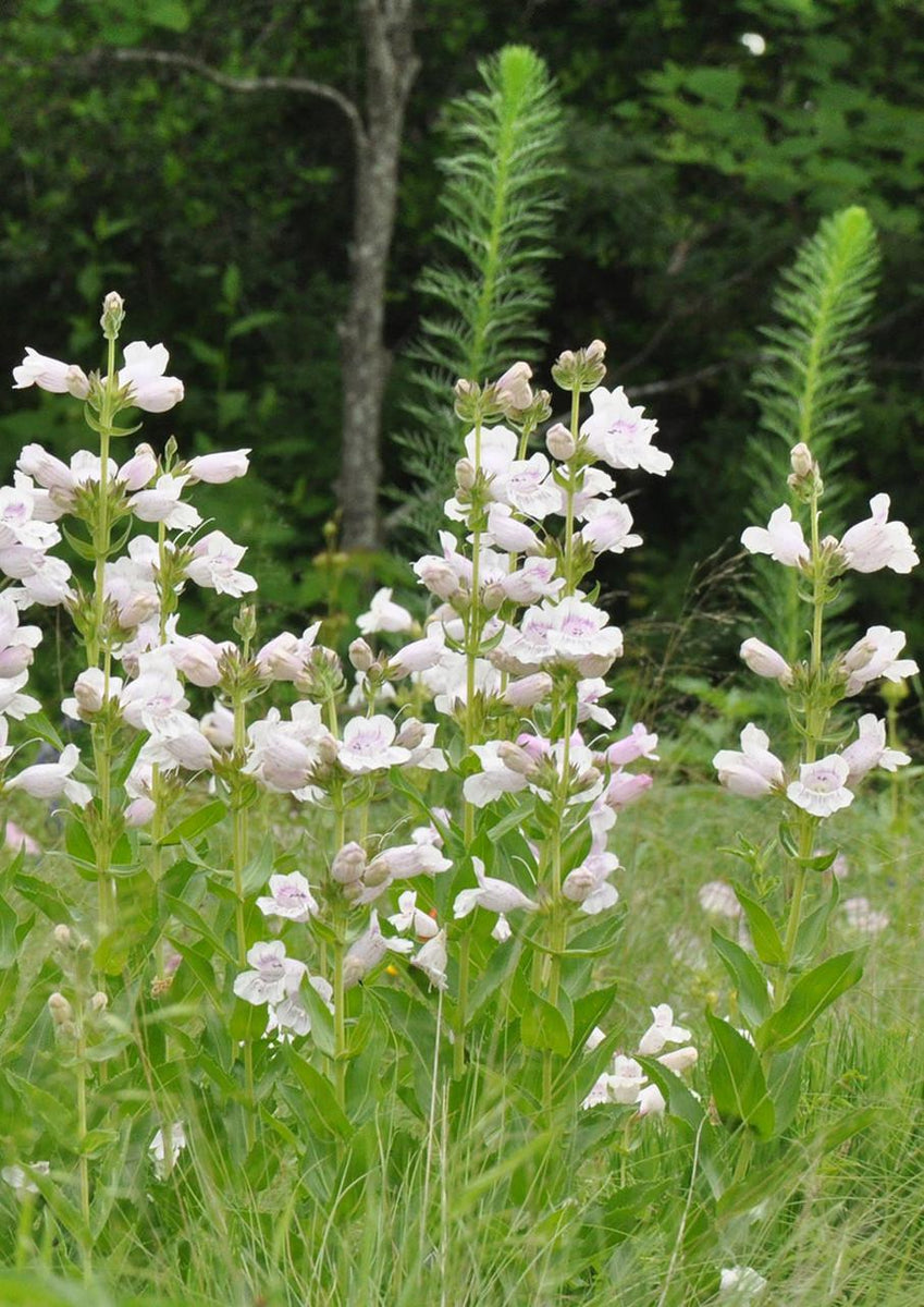 Plant in Spring or Fall Wildflower Seed Mix Pkt 2g – Barton Springs Nursery